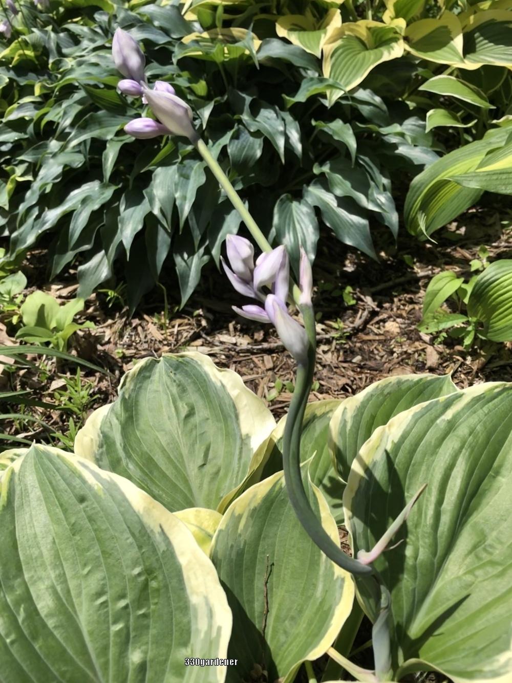 Twisted scapes in the Hostas forum - Garden.org