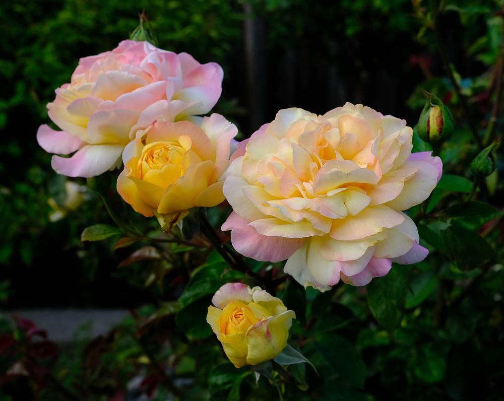 Garden.org newsletter for July 20, 2019