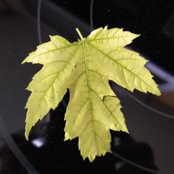 Severe iron chlorosis Maple Tree in the Ask a Question forum - Garden.org