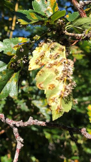 Severe iron chlorosis Maple Tree in the Ask a Question forum - Garden.org