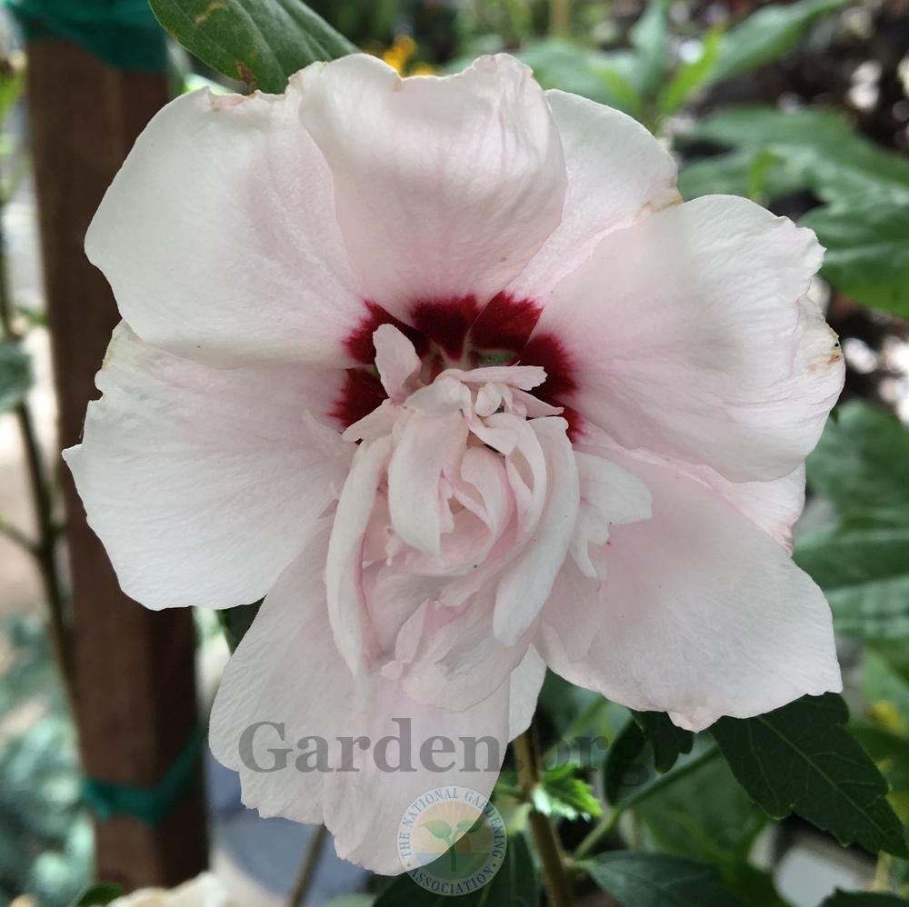 Photo of the bloom of Rose of Sharon (Hibiscus syriacus 'Blushing Bride ...