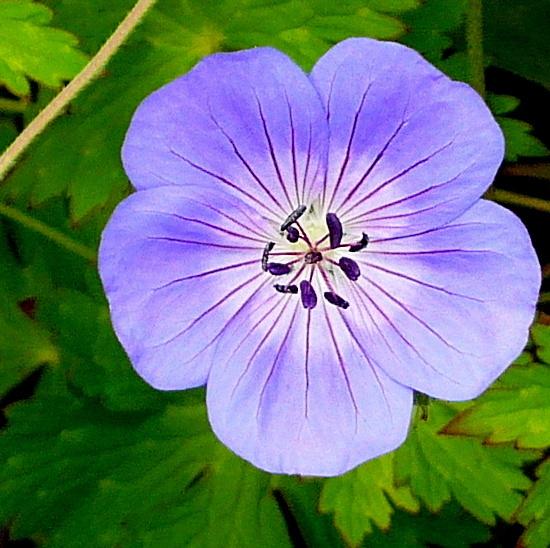 Geraniums: Plant Care and Collection of Varieties - Garden.org
