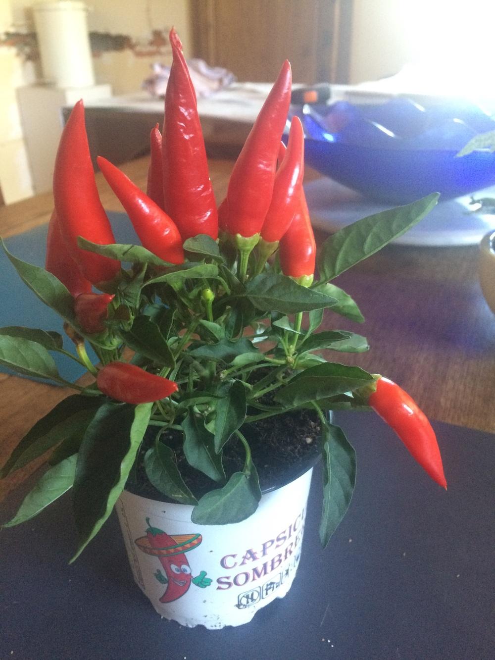 Need help identifying chilli plant in the Plant ID forum - Garden.org