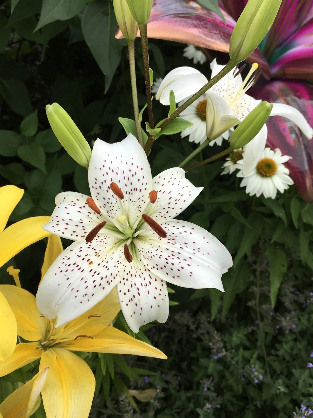 Lily (Lilium 'Freckle Face') in the Lilies Database - Garden.org