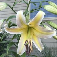 Lily (Lilium 'Elusive') in the Lilies Database - Garden.org