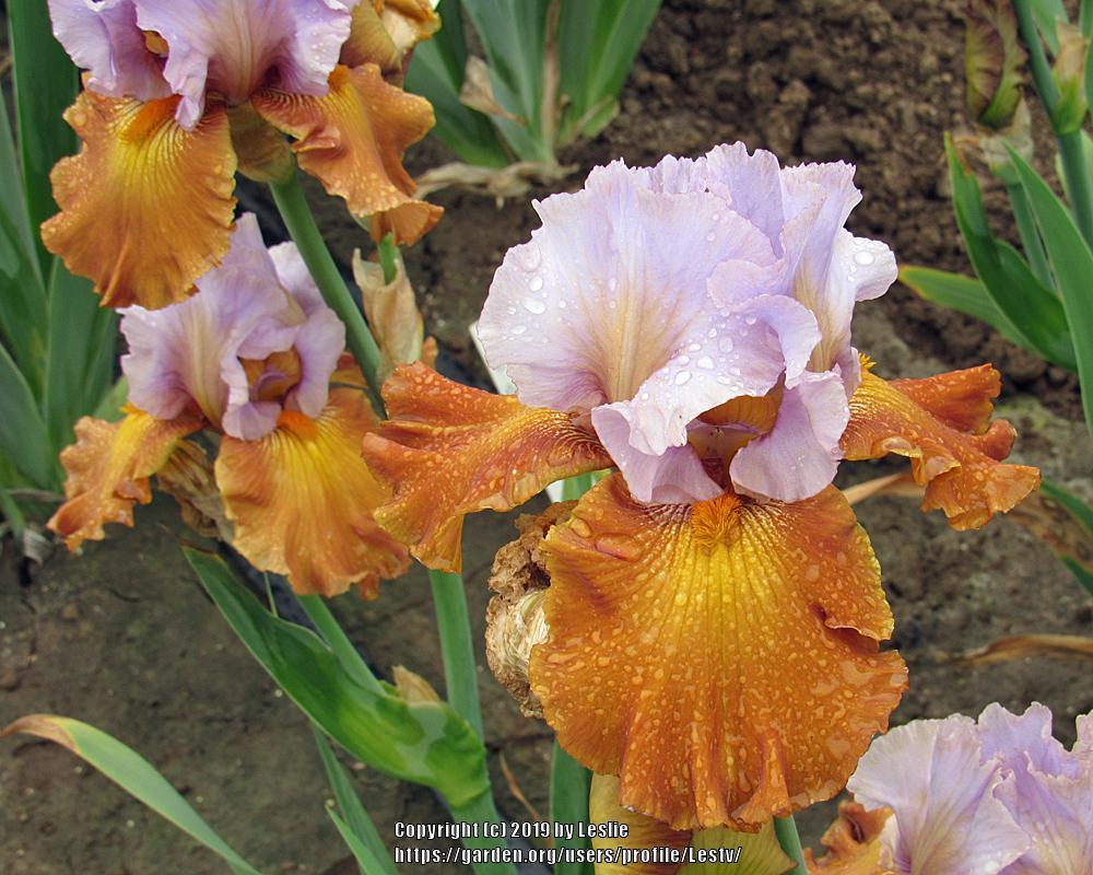 Photo of the bloom of Tall Bearded Iris (Iris 'Instant Attraction ...