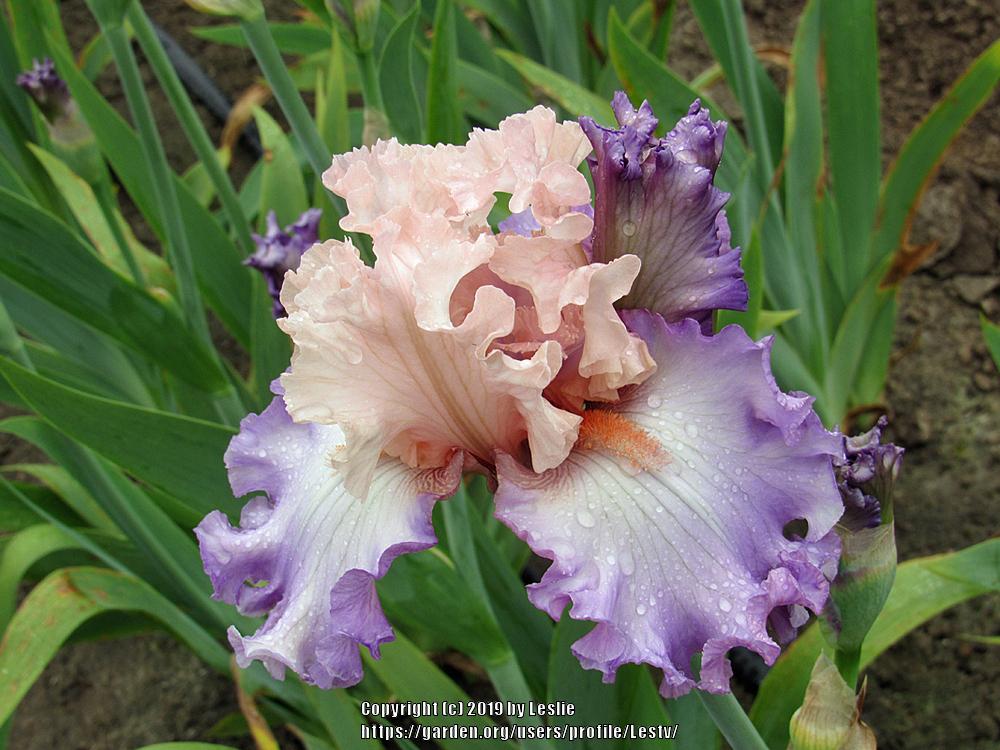 Photo of the bloom of Tall Bearded Iris (Iris 'Woman's Love') posted by ...
