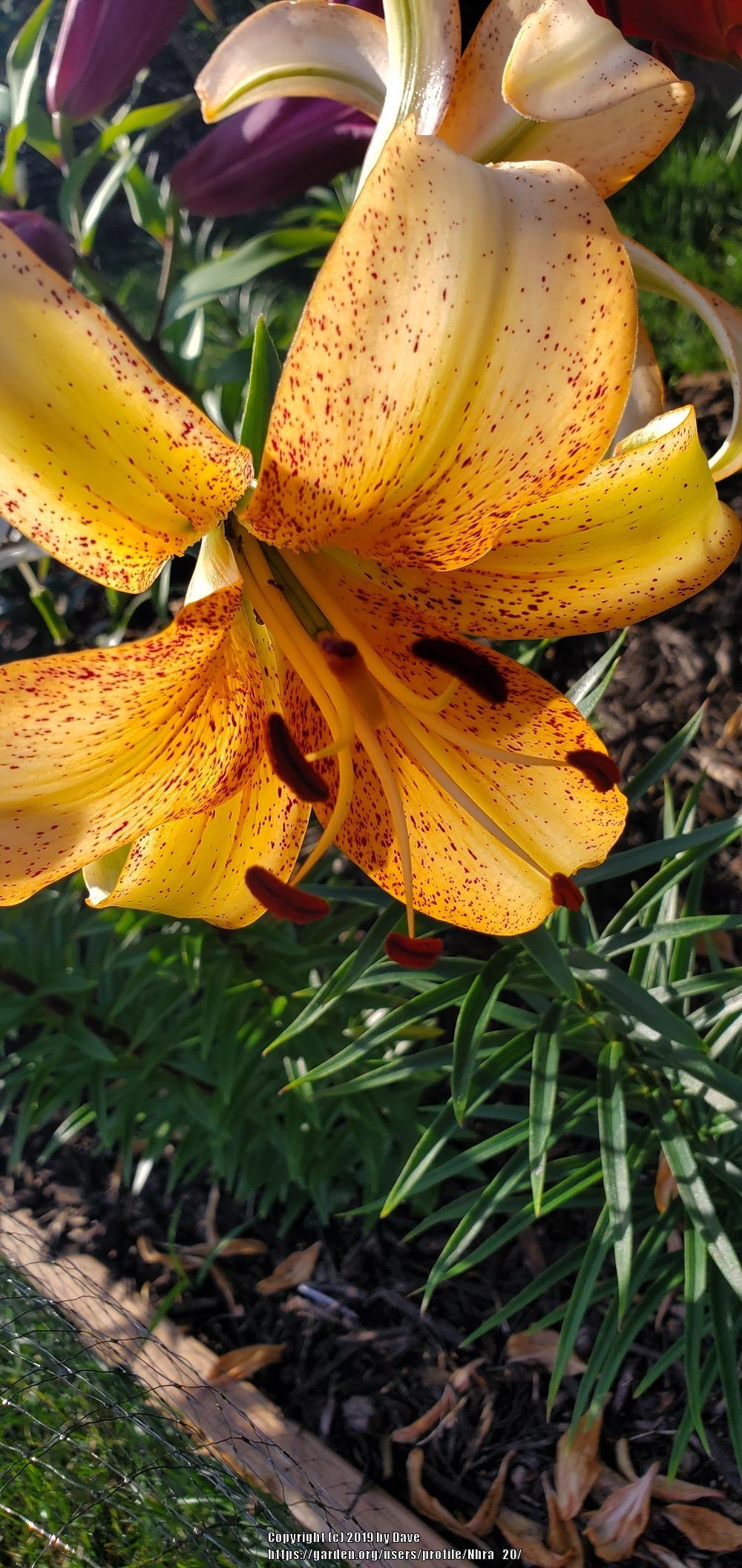 Lily (Lilium 'Spiced Peach') in the Lilies Database - Garden.org