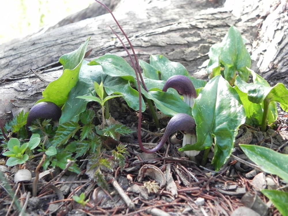Photo of the entire plant of Mouse Plant (Arisarum proboscideum) posted ...