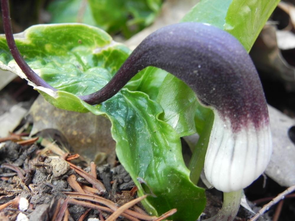 Photo of the bloom of Mouse Plant (Arisarum proboscideum) posted by SL ...