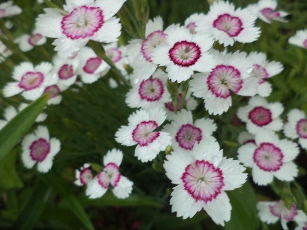 Maiden Pink (Dianthus deltoides 'Arctic Fire') in the Dianthus Database ...