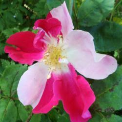 Rose (Rosa 'Dapple Dawn') in the Roses Database - Garden.org