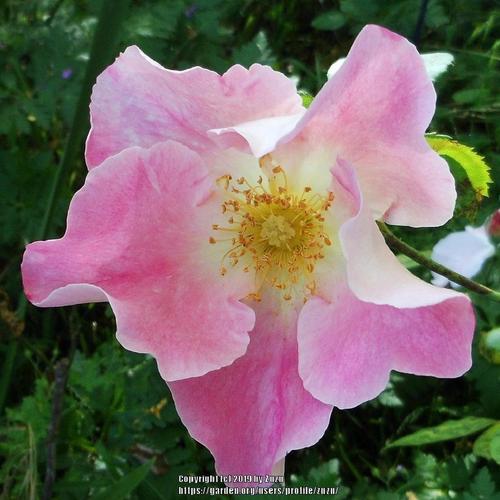 Rose (Rosa 'Dapple Dawn') in the Roses Database - Garden.org