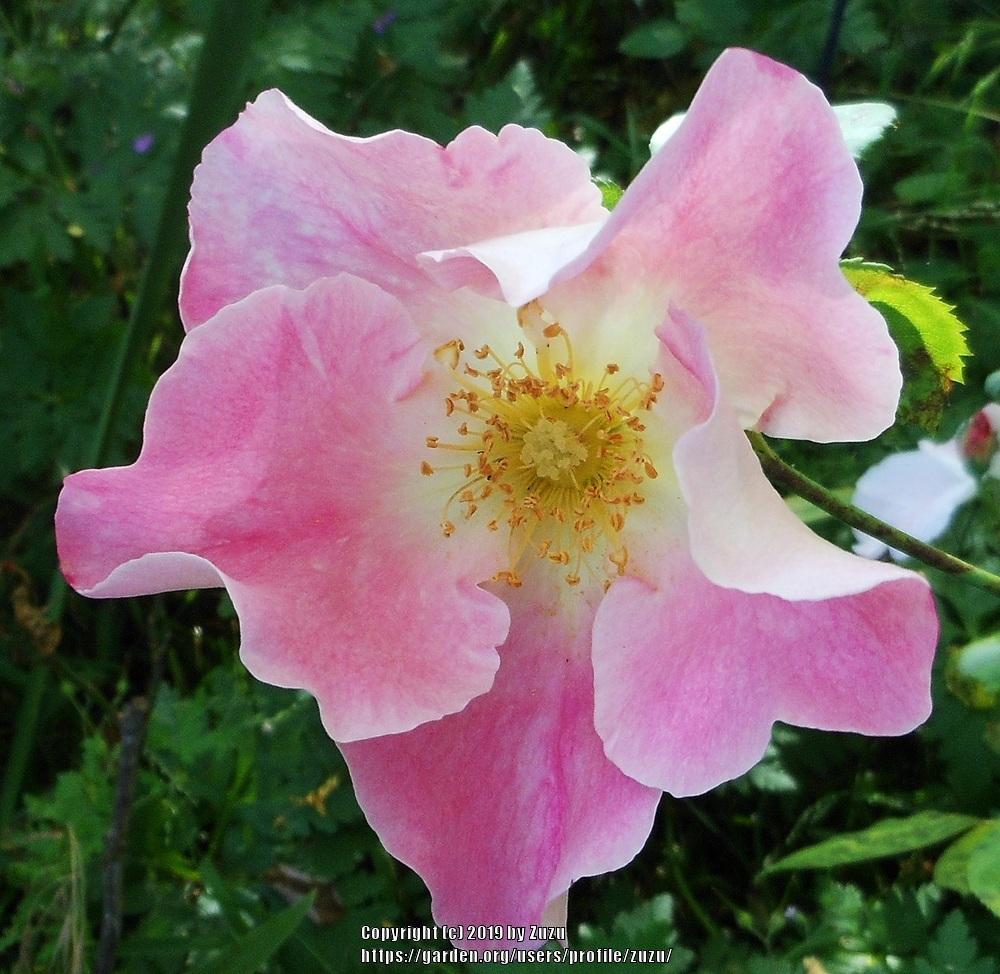 Rose (Rosa 'Dapple Dawn') in the Roses Database - Garden.org