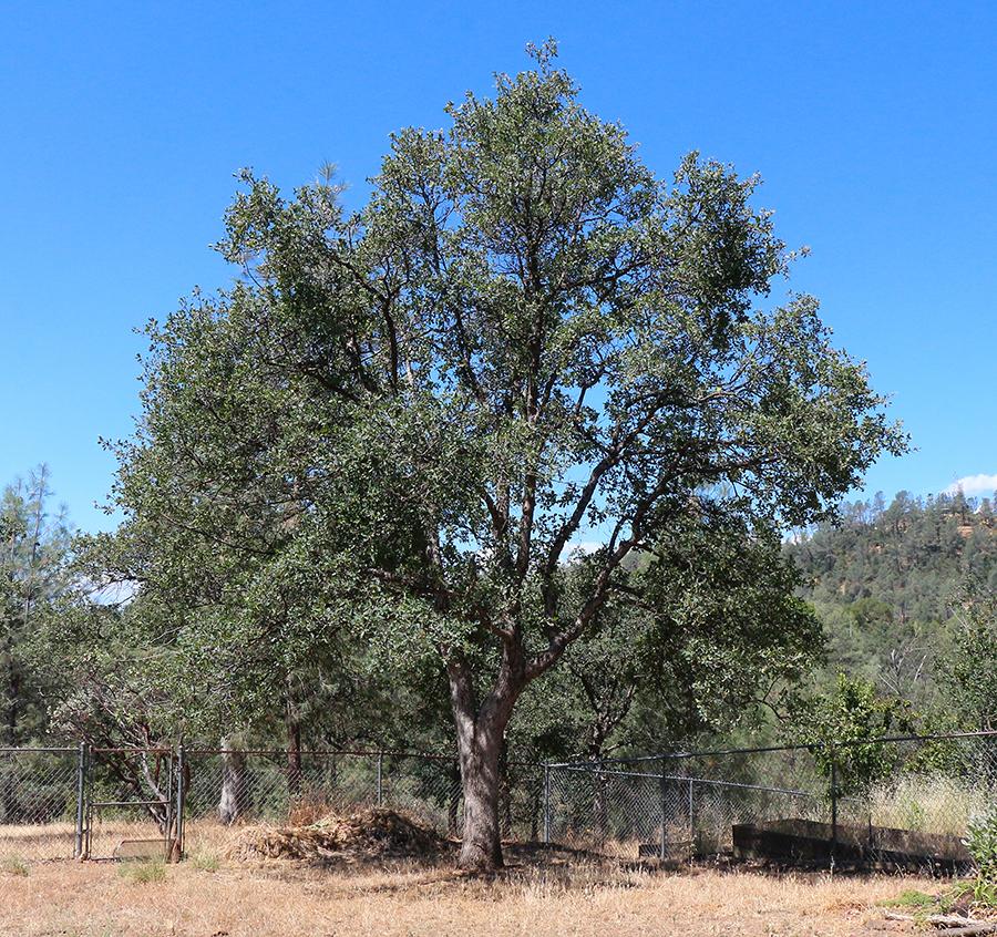 Blue oak (Quercus douglasii) - Garden.org