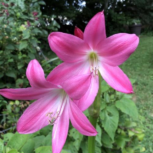 Crinum Lily (Crinum 'Bradley') in the Crinums Database - Garden.org
