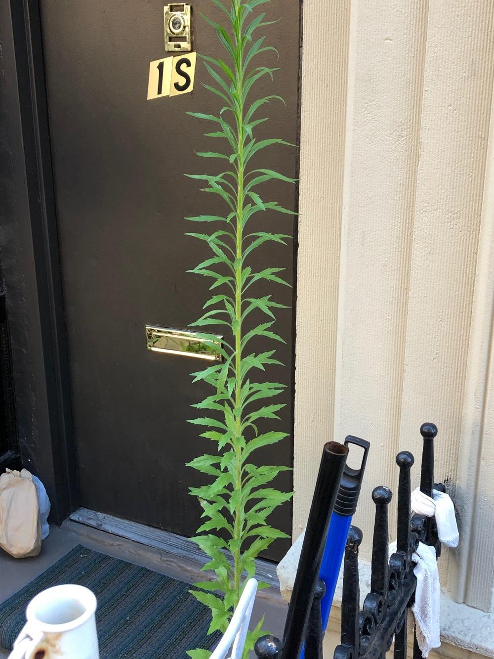What is this weedy-looking plant that's all over? in the Plant ID forum ...