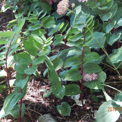 Solomon's Seal (Polygonatum odoratum 'Ruby Slippers') - Garden.org