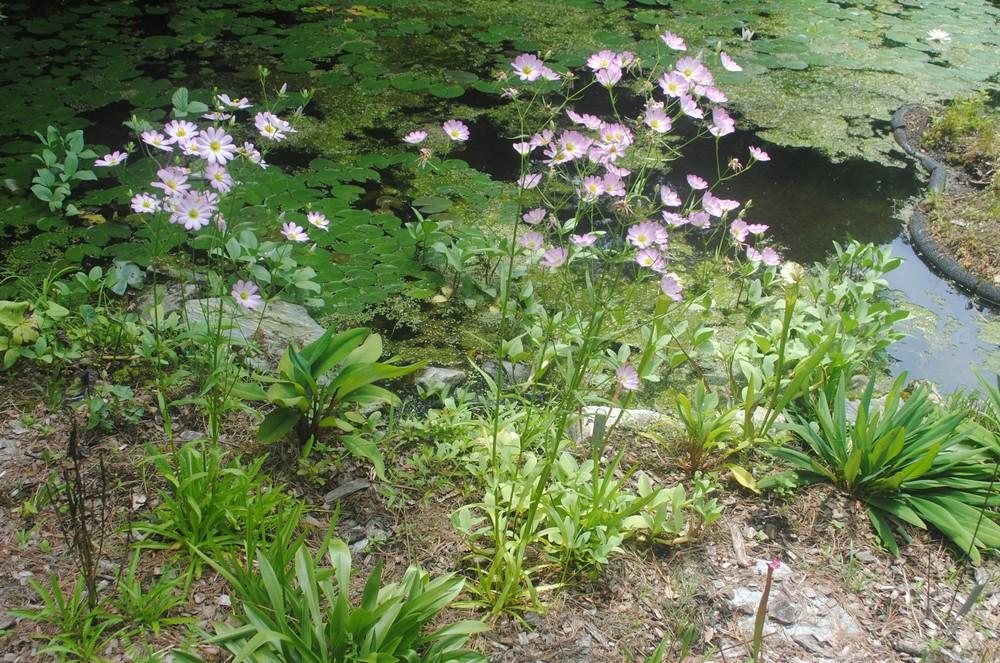 Photo of the entire plant of Rosepink (Sabatia angularis) posted by ...
