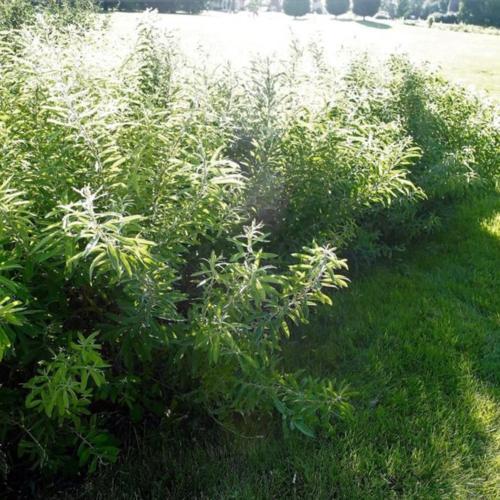 Prairie Willow (Salix humilis var. humilis) - Garden.org