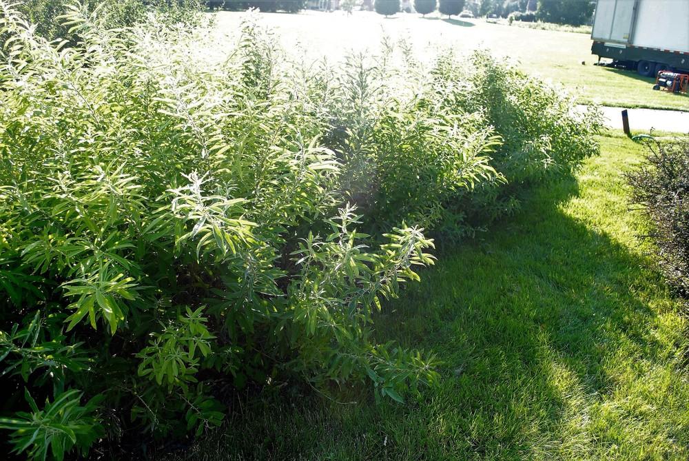 Prairie Willow (Salix humilis var. humilis) - Garden.org