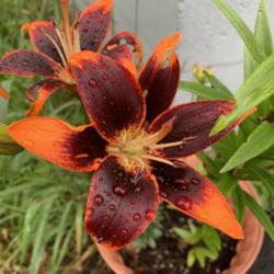 Lily (Lilium 'Easy Samba') in the Lilies Database - Garden.org