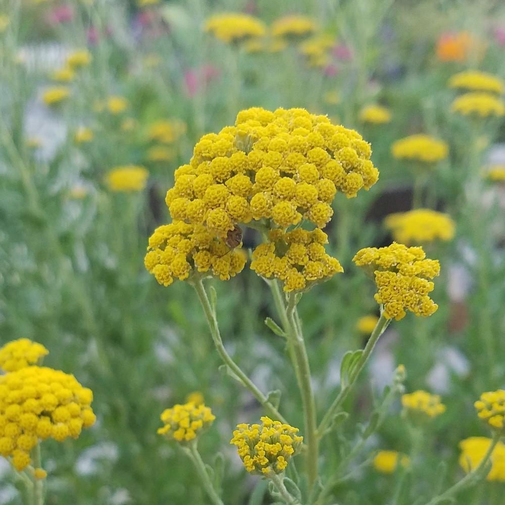 Sweet Nancy (Achillea ageratum 'Moonwalker') in the Yarrows Database ...