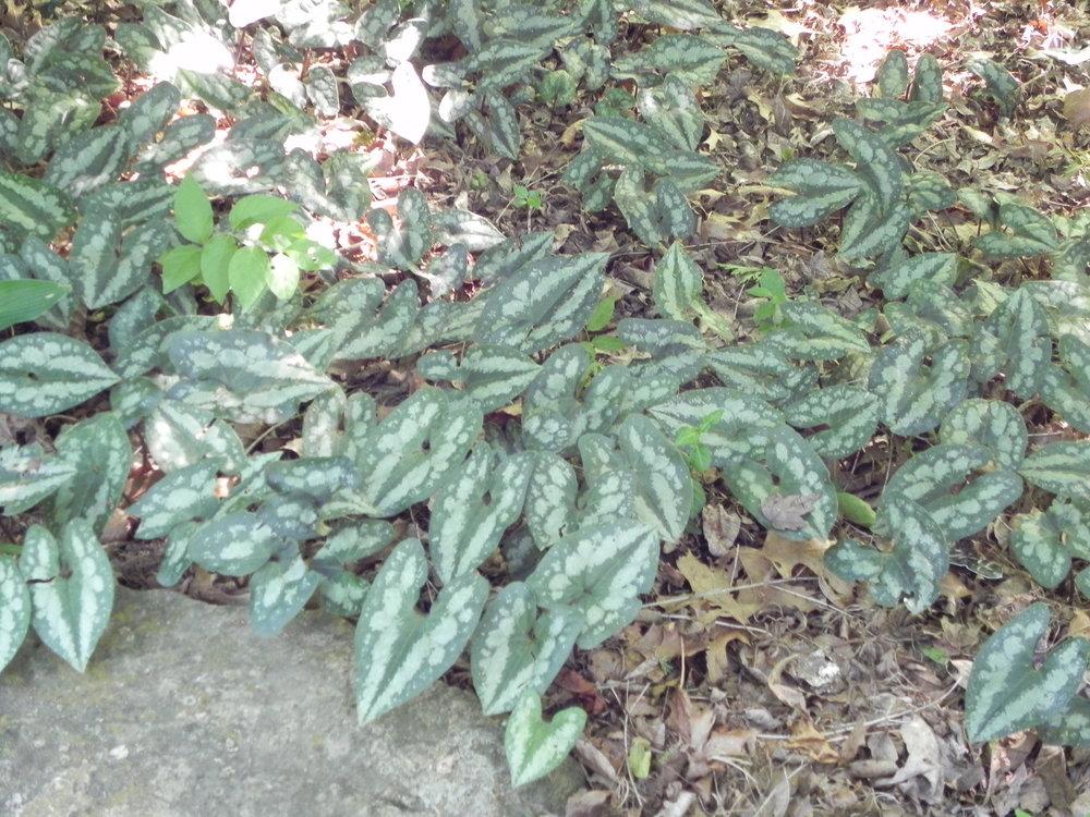 Photo of the entire plant of Chinese Wild Ginger (Asarum splendens ...