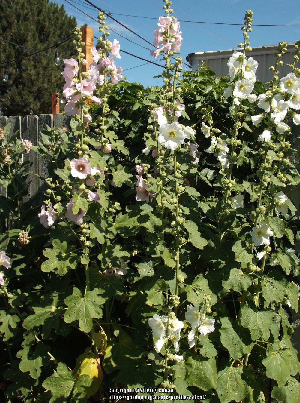 colcol's Plant List - Garden.org