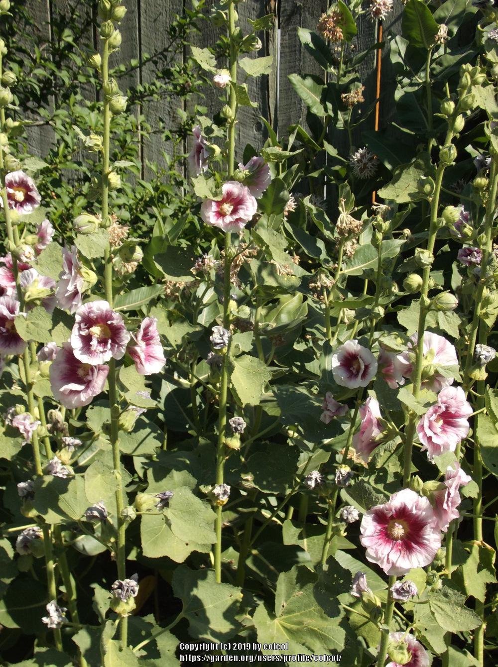 colcol's Plant List - Garden.org