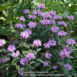 Photo of the bloom of Bee Balm (Monarda Sugar Buzz™ Blue Moon) posted ...