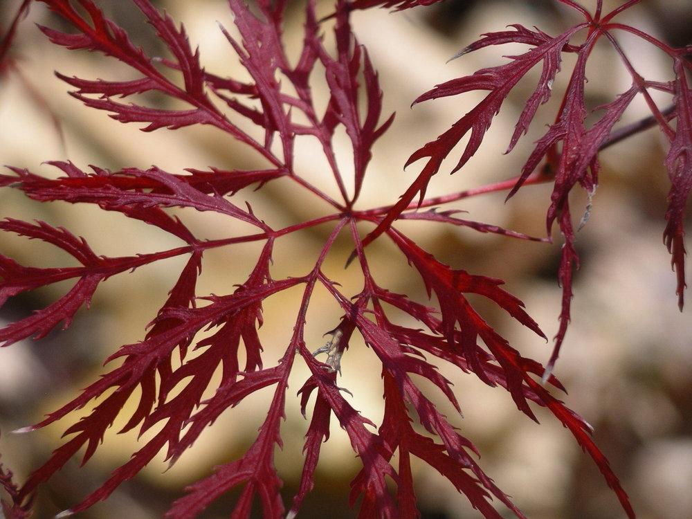 Japanese Maple (Acer palmatum 'Red Filigree Lace') - Garden.org