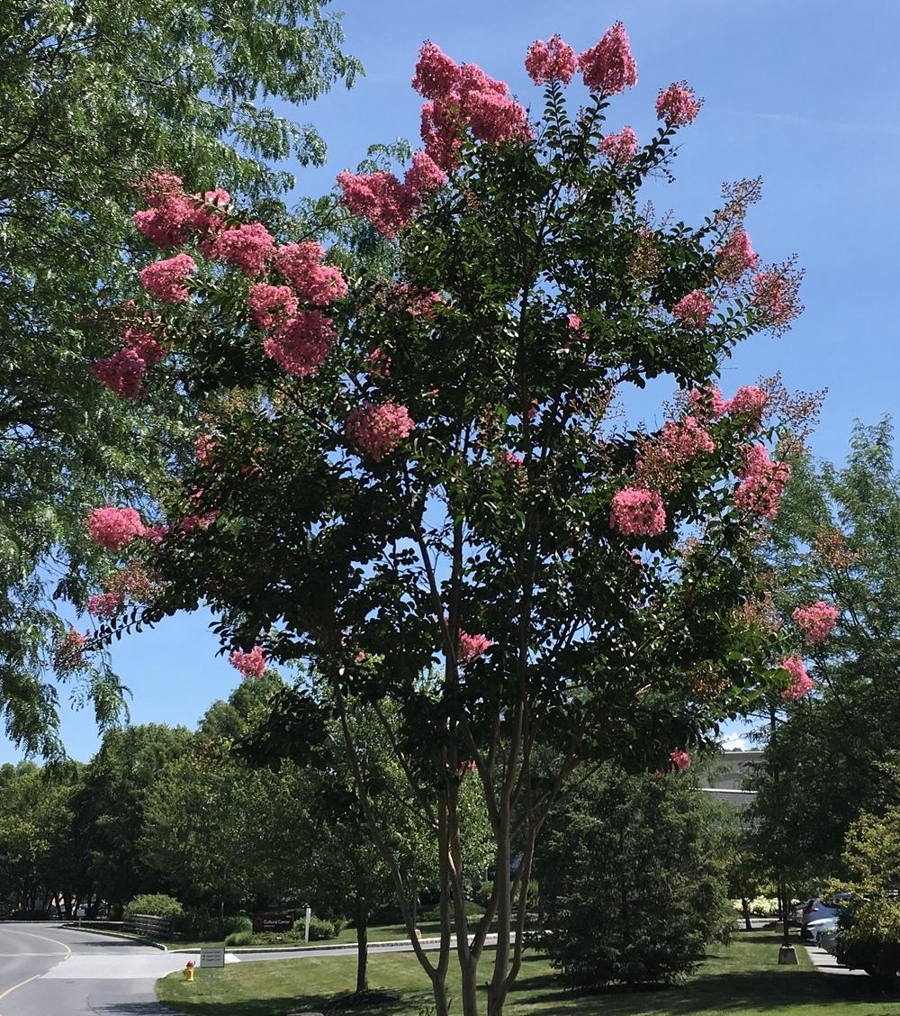 Photo of the entire plant of Crape Myrtle (Lagerstroemia indica 'Hopi ...