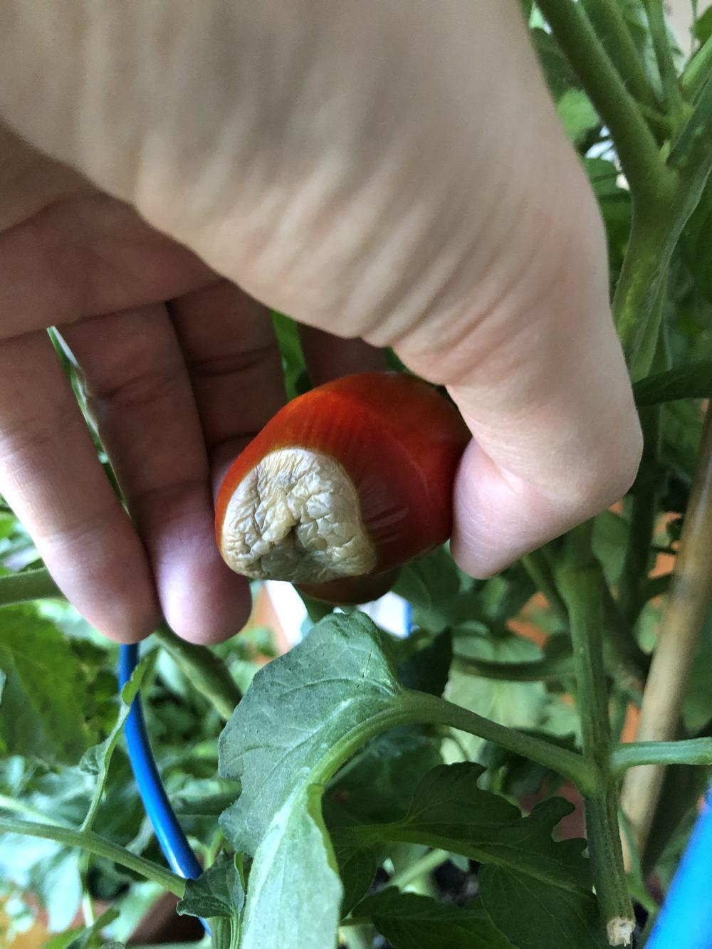 Tomatoes Rotting On The Bottom in the Vegetables and Fruit forum ...