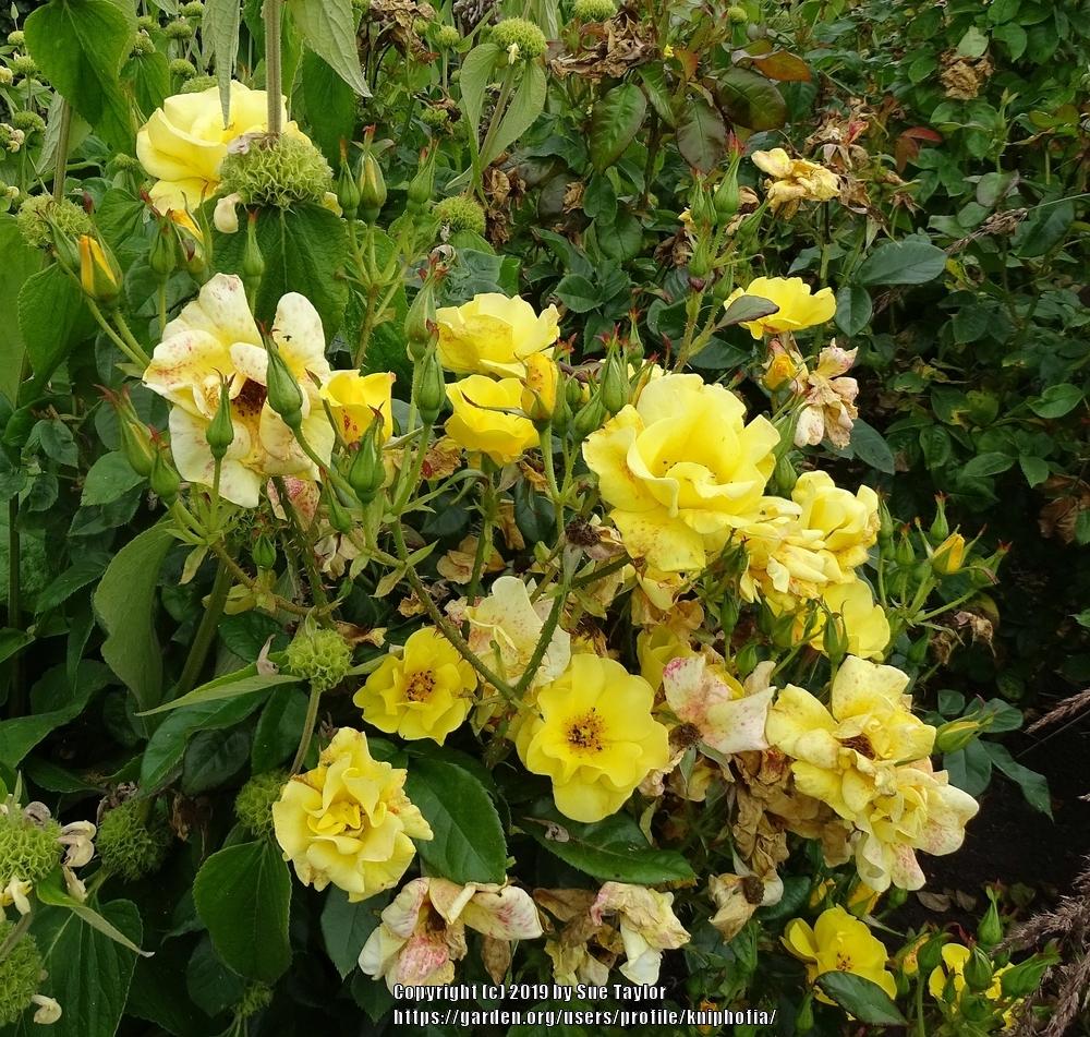 Photo of the bloom of Rose (Rosa 'Bright Smile') posted by kniphofia ...