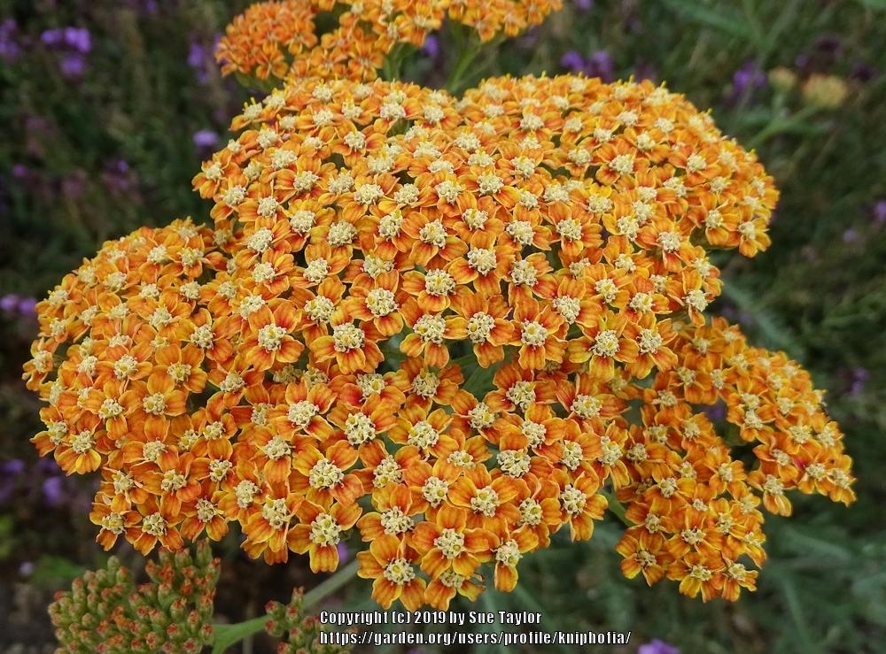 Yarrow (Achillea Desert Eve™ Terracotta) in the Yarrows Database ...