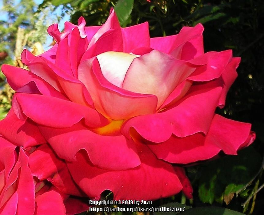 Photo of the bloom of Rose (Rosa 'Monte Carlo Country Club') posted by ...