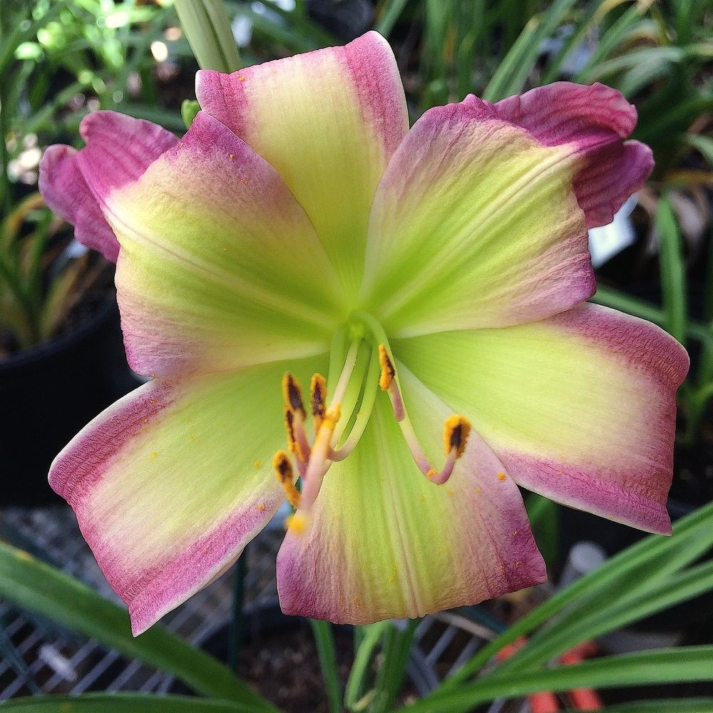 Daylily (Hemerocallis 'Symphony of Color') in the Daylilies Database - Garden.org