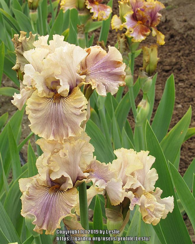 Photo of the entire plant of Tall Bearded Iris (Iris 'Buckskin Ruffles ...