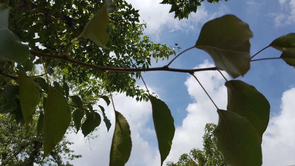 Tree Identification in the Plant ID forum - Garden.org