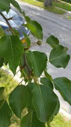 Tree Identification in the Plant ID forum - Garden.org