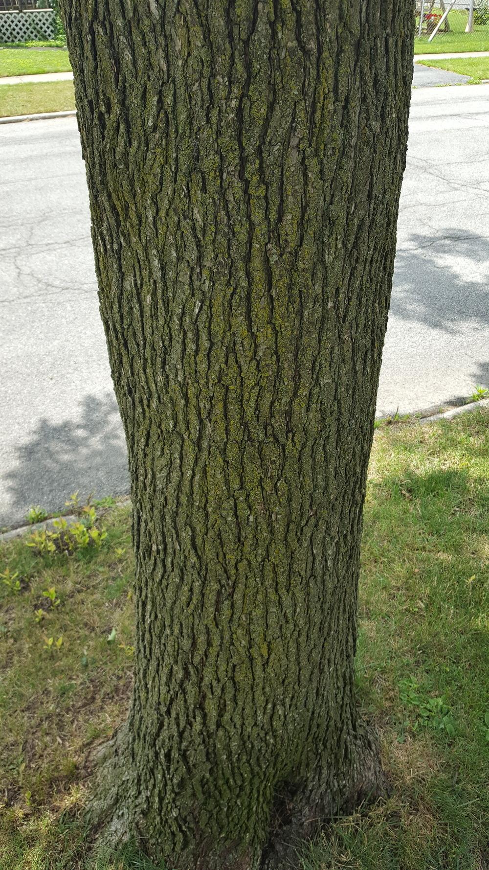 Tree Identification in the Plant ID forum - Garden.org