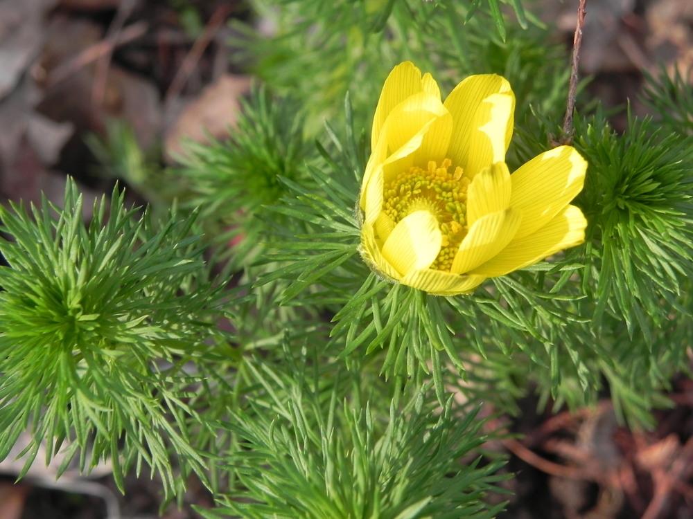 Spring Adonis (Adonis vernalis) - Garden.org