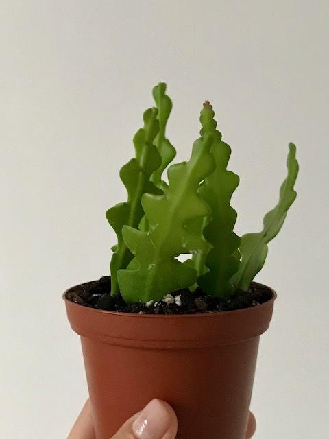 Fishbone and Rick Rack Cactus ID in the Cactus and Succulents forum ...