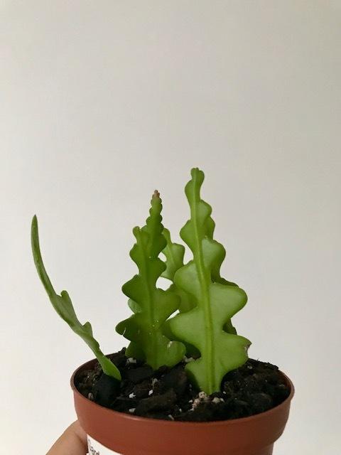 Fishbone and Rick Rack Cactus ID in the Cactus and Succulents forum ...