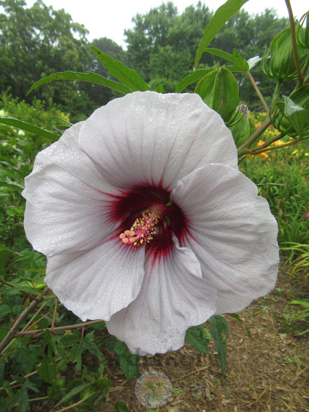 Hybrid Hardy Hibiscus (Hibiscus Summer Spice™ Cordon Bleu) in the ...
