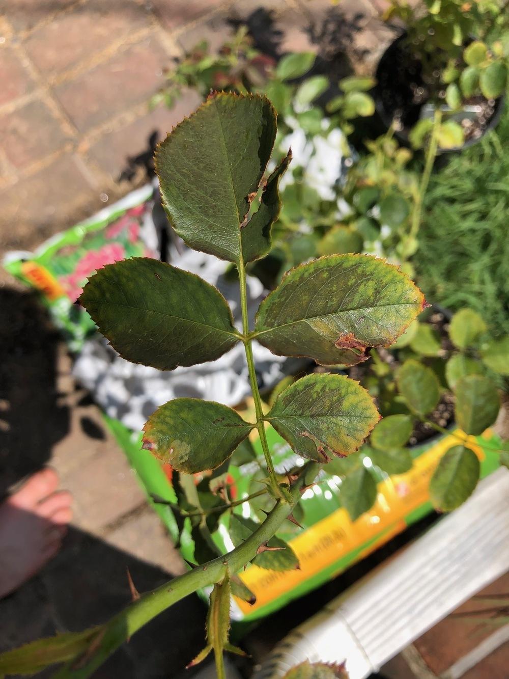 Rose Leaf issues. in the Roses forum - Garden.org