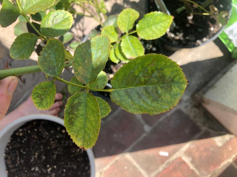 Rose Leaf Issues in the Roses forum - Garden.org
