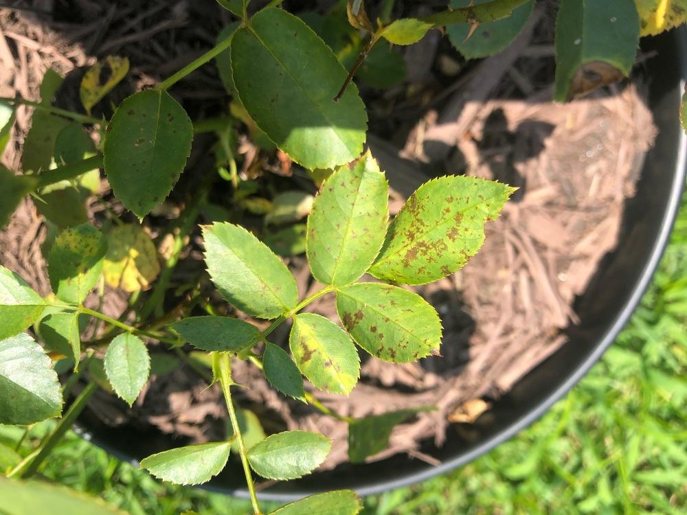 Rose Leaf Issues in the Roses forum - Garden.org