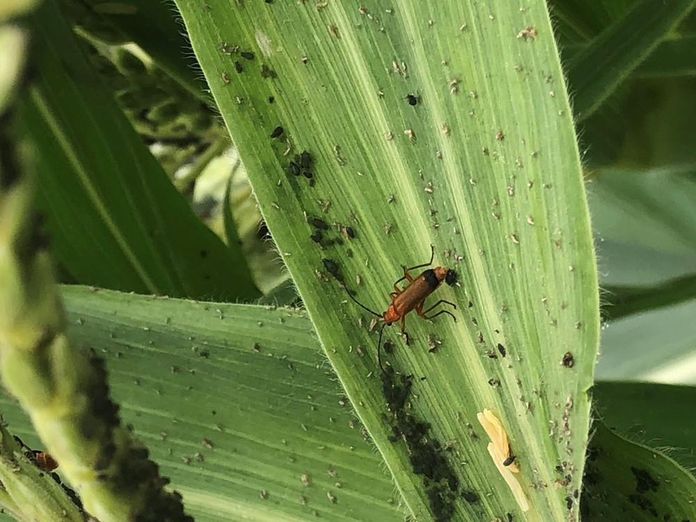 Does anyone know what this critter is on my corn? in the Pests and ...